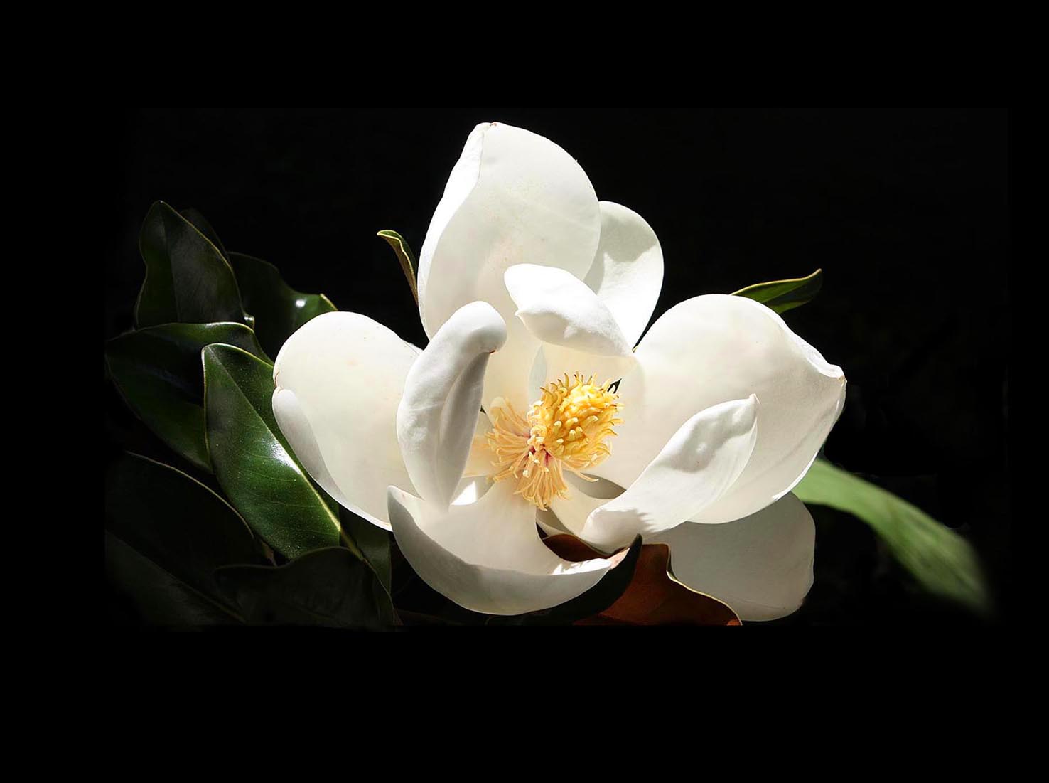 Southern Lagniappe: Sweet Magnolias