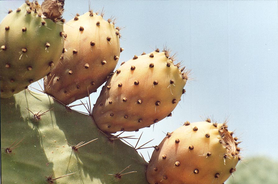 In Season Israel: Sabras, Tzabar צבר - Cactus, Fruit and People