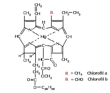 Biology Zone: Proses perolehan nutrisi dan transformasi energi pada tumbuhan hijau