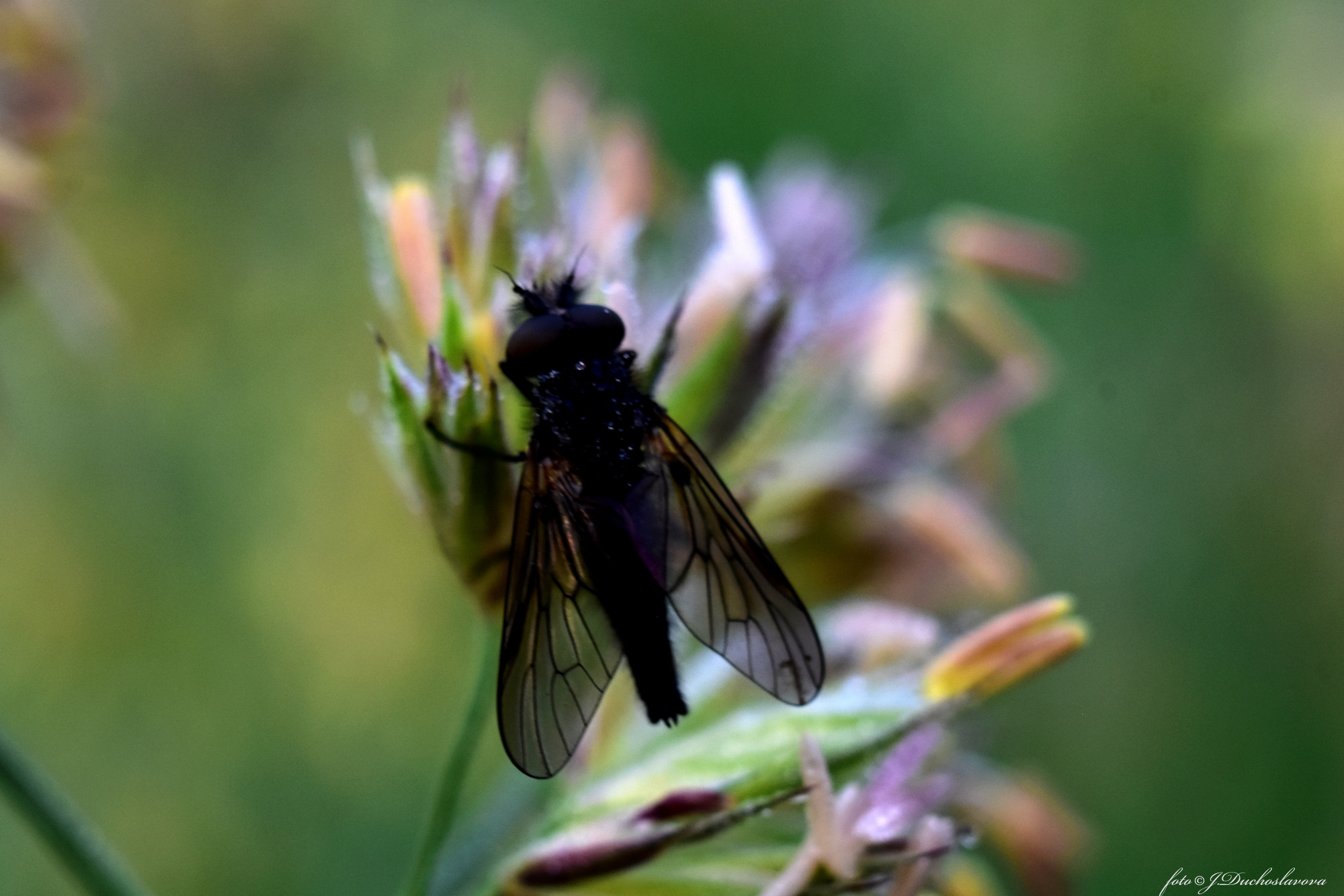 PŘÍRODA: Mouchy, brouci, tiplice