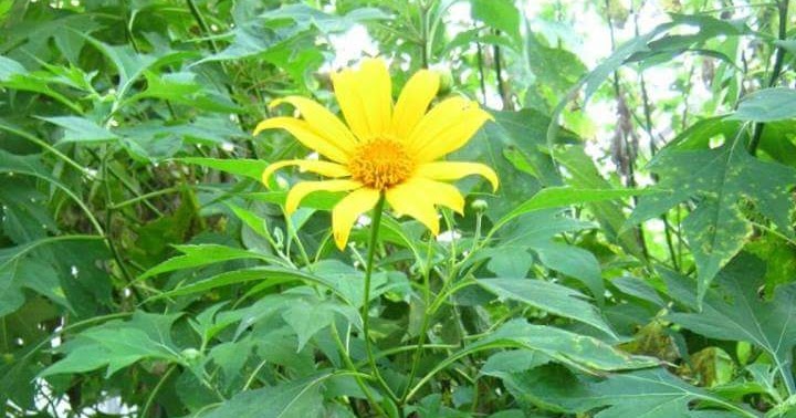 Apa aja: PAITAN atau Tanaman Insulin