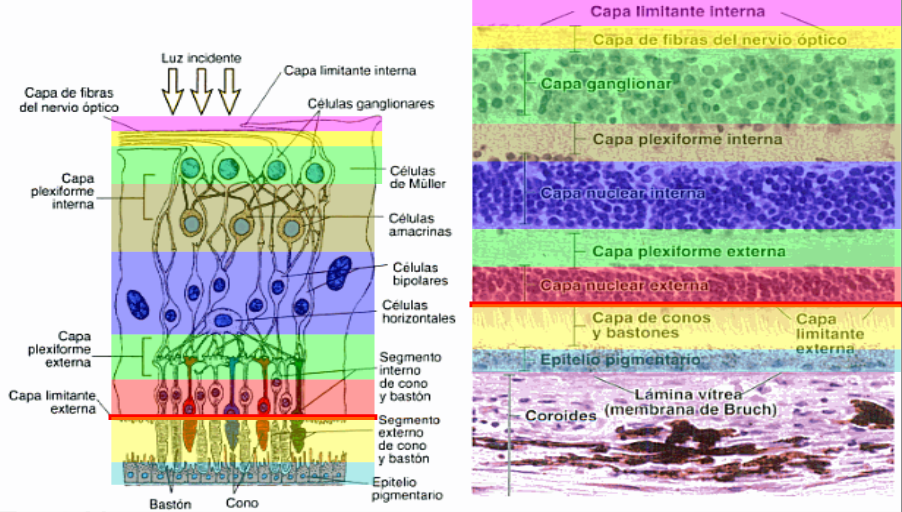 Cátedra N° 07 - Fundamento y fases del angiograma