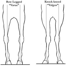 visweswar: Front Leg Lameness