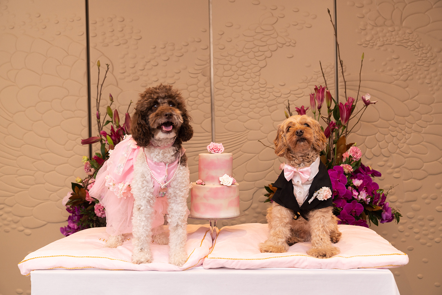 Pampered Pets Staycation at The Langham Sydney | Australian Dog Lover