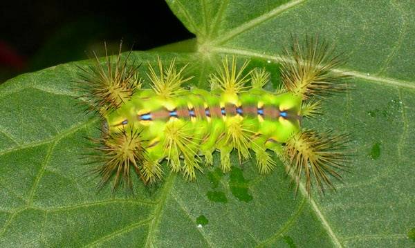 PENGENDALIAN HAMA PENYAKIT TERPADU TANAMAN TEH (Camellia sinensis L.)