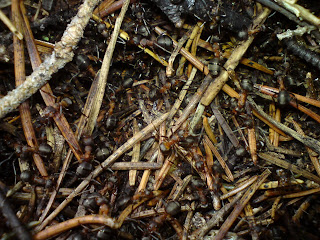 Vintertass: Full aktivitet i myrstacken