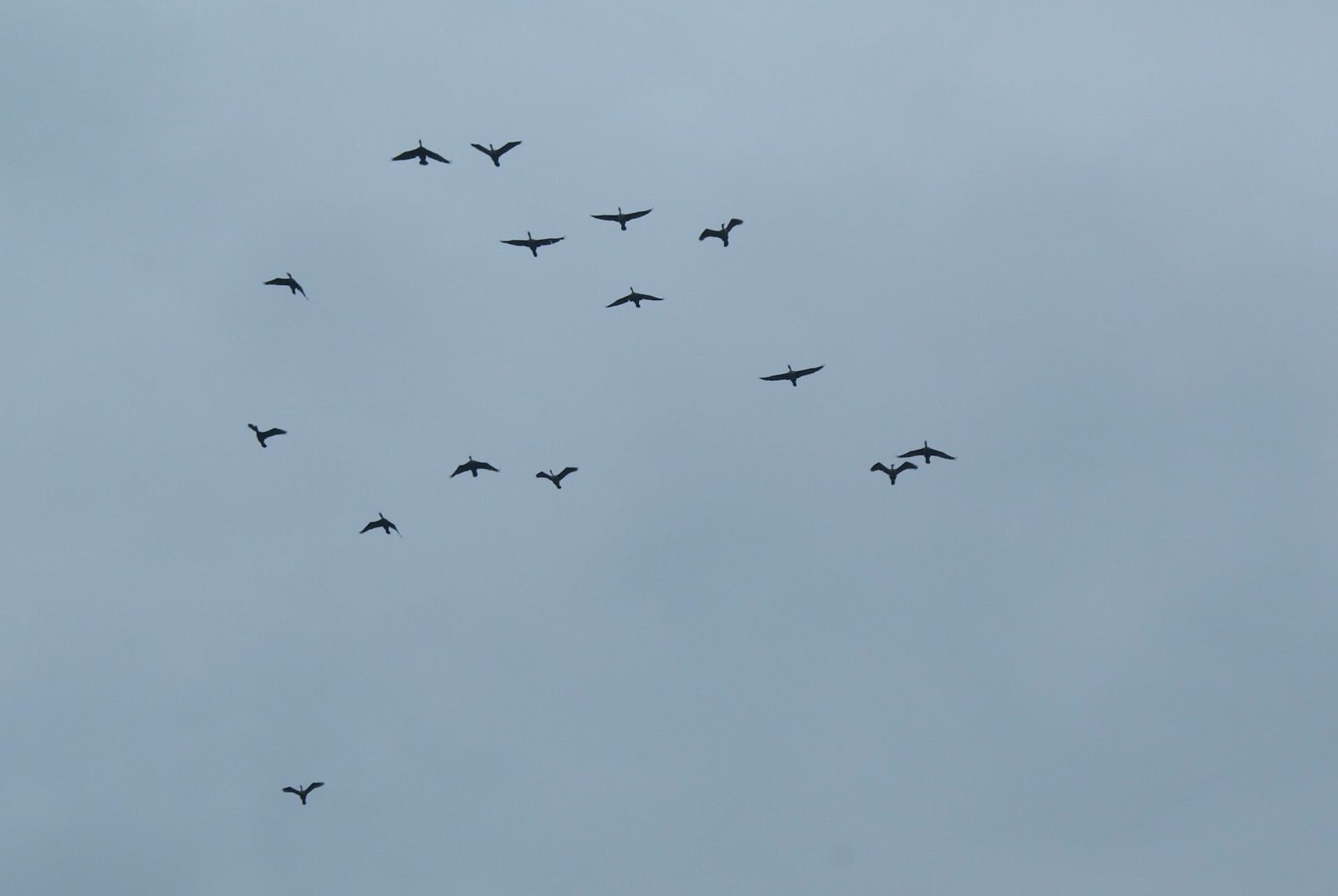 Off the Grid at -30: Weird Weather, Strange Birds