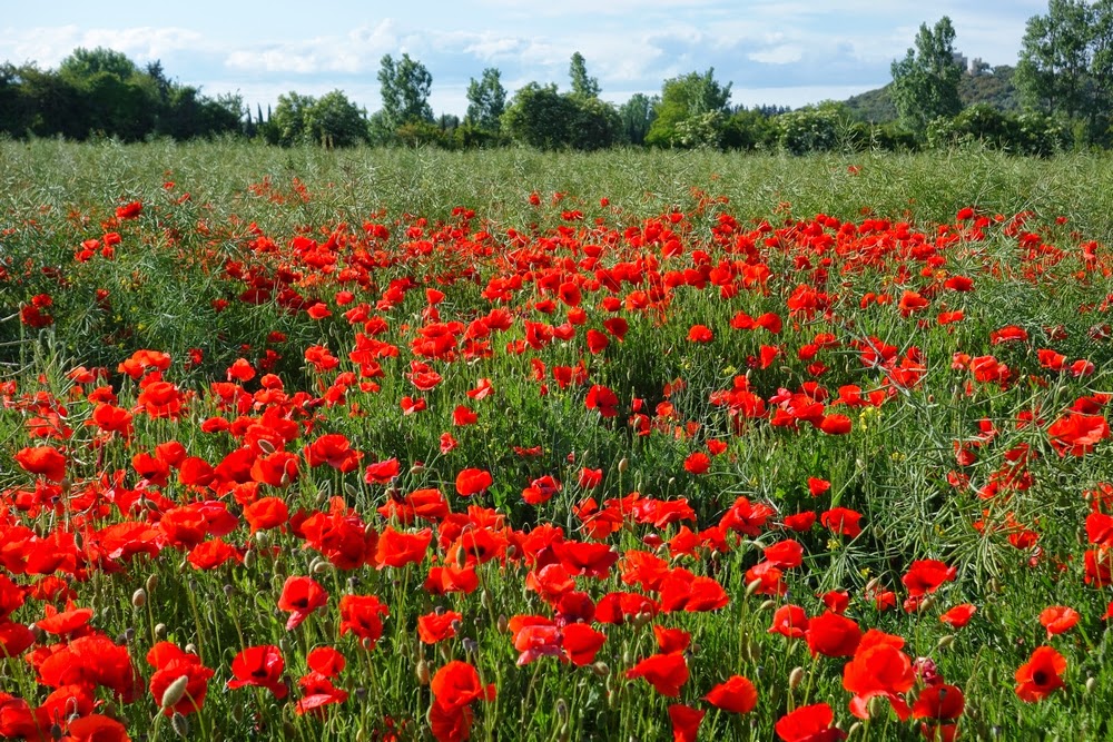 Avignon in Photos: Coquelicots