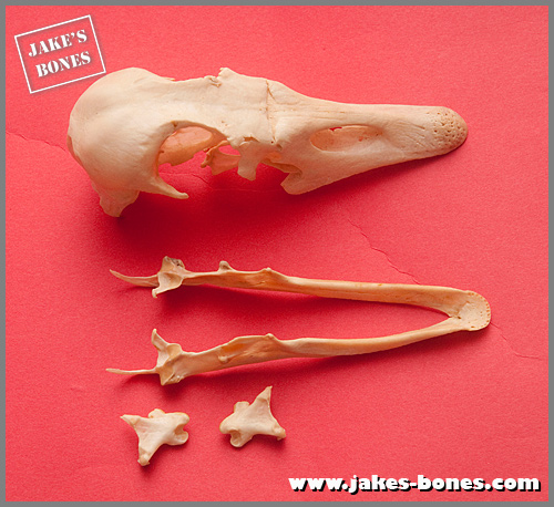 My brilliant new clever invention for cleaning bones : Jake's Bones