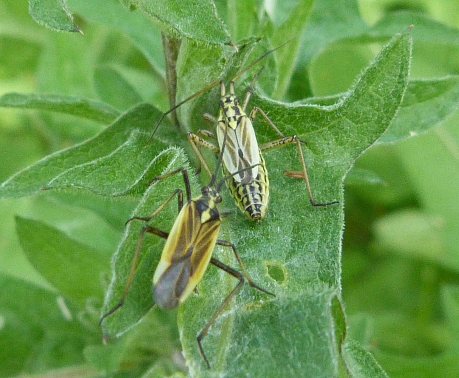 Insects of Scotland: True Bugs