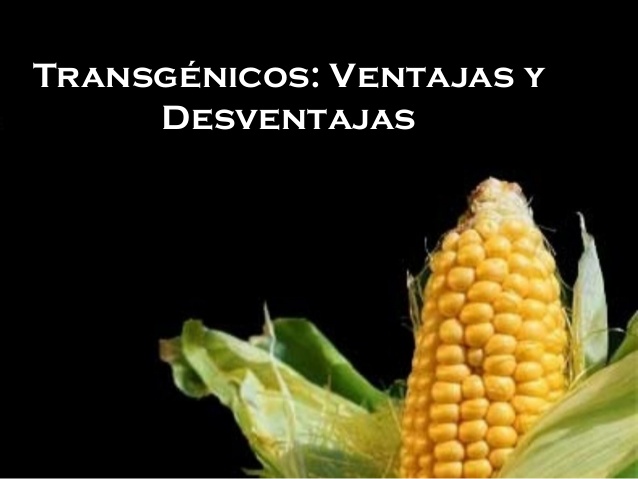 Alimentos transgenicos: ¿Qué tan seguro es su consumo?