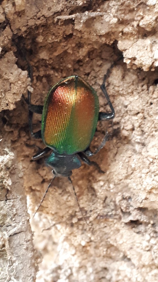 La Natura a la Baixa Tordera: Sobre la cuca peluda del suro (Lymantria ...