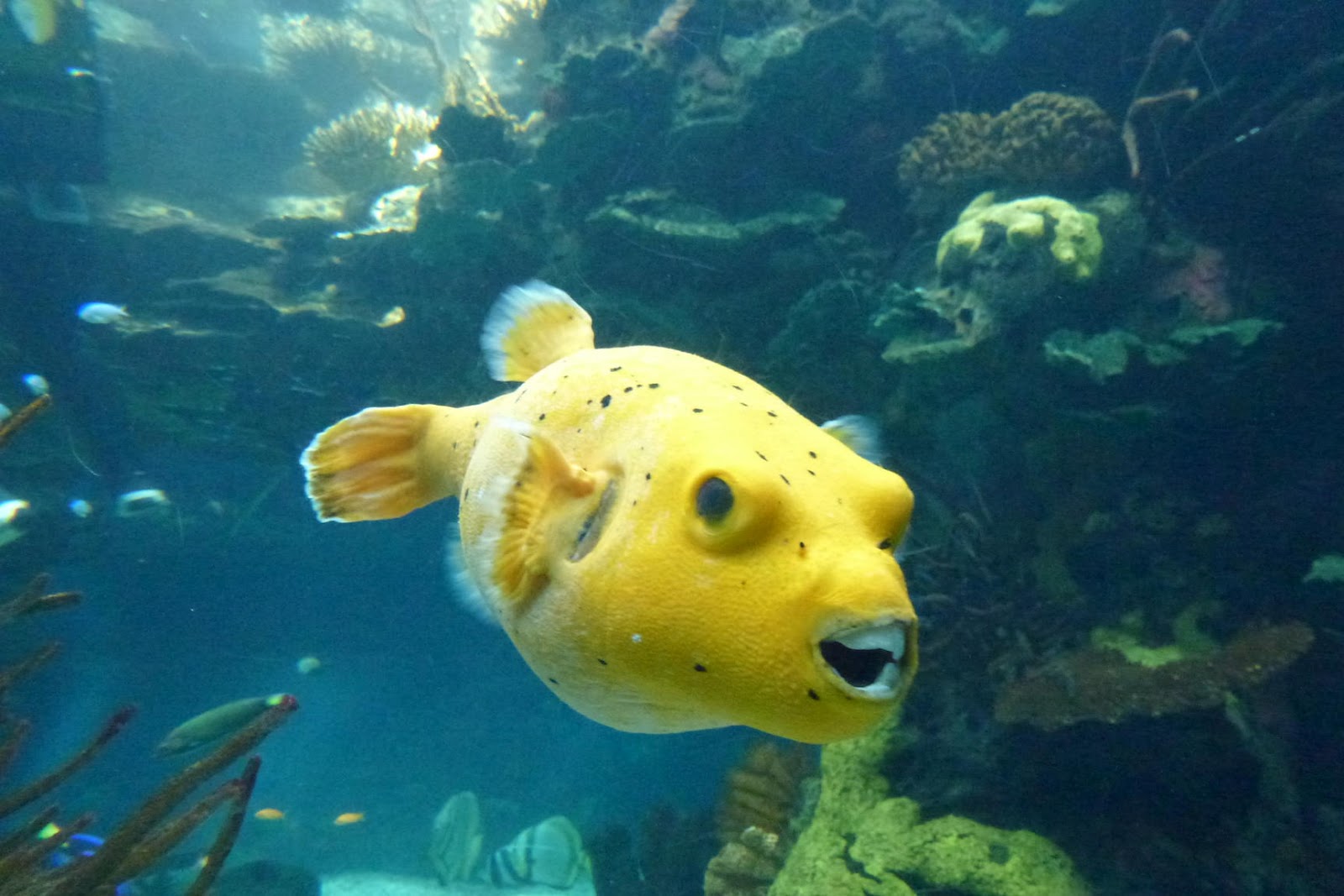 Maria em Porto: Peixes, ossos e mar