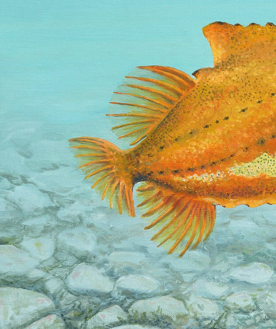 From Our Cove: Behind the Art: Lumpfish