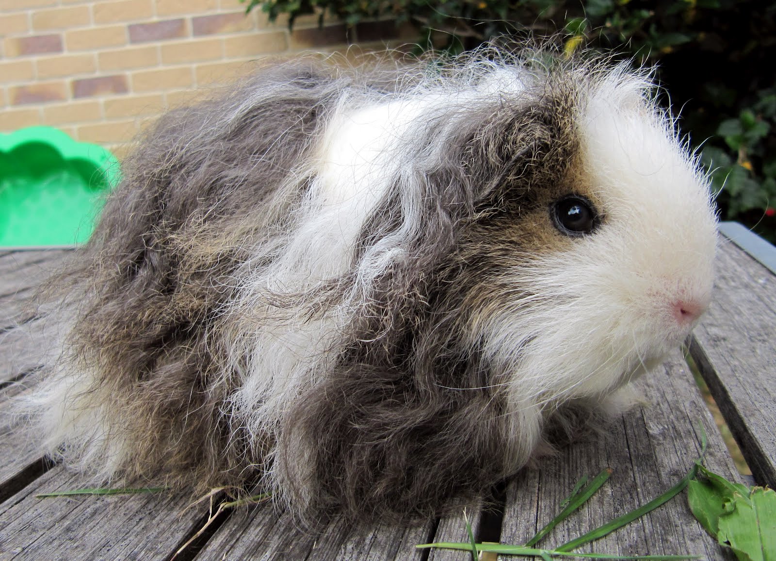 All Things Guinea Pig: Texels texels everywhere! (oh, and a Peruvian)