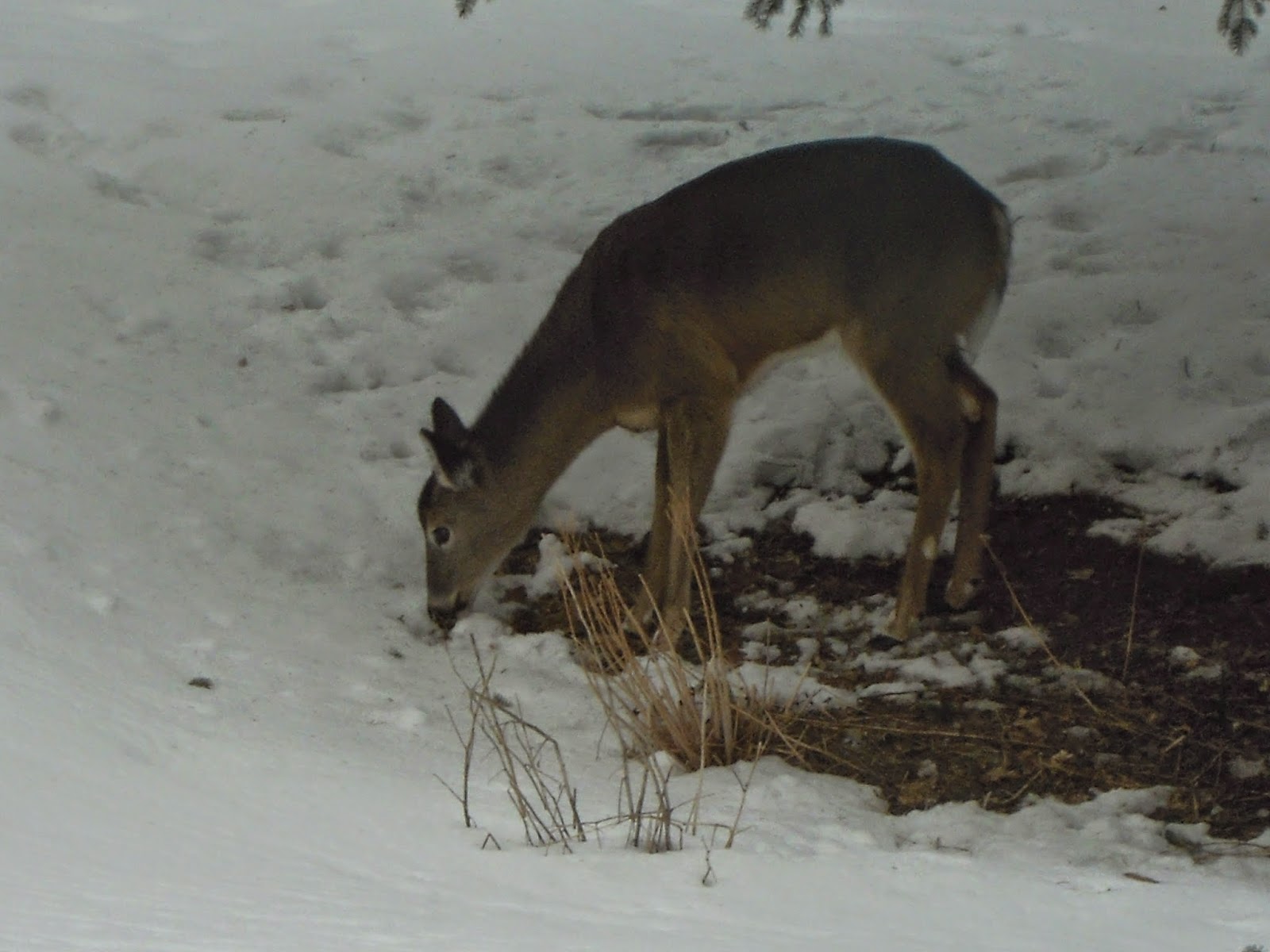 Help Save Dundas: What is a Deer Yard?