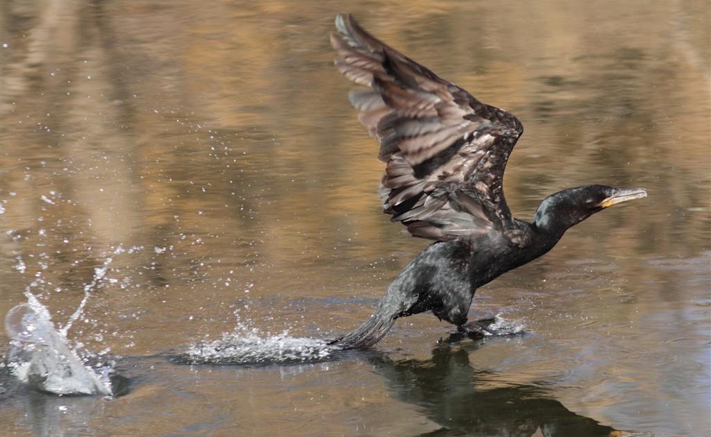 mis fotos de aves: Nannopterum brasilianus Biguá Neotropic Cormorant