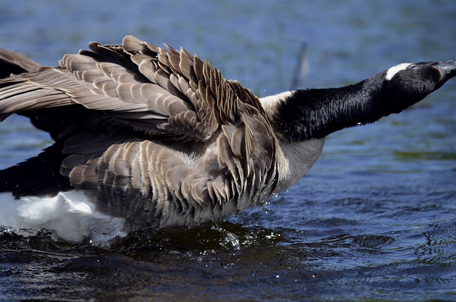 From My Little Book: Goose, Gander, Goslings