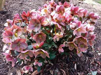 Future Plants by Randy Stewart: Helleborus