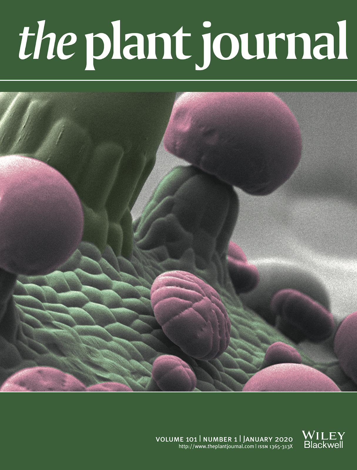 The Samuels Lab: Sam's Cannabis paper published in Plant Journal