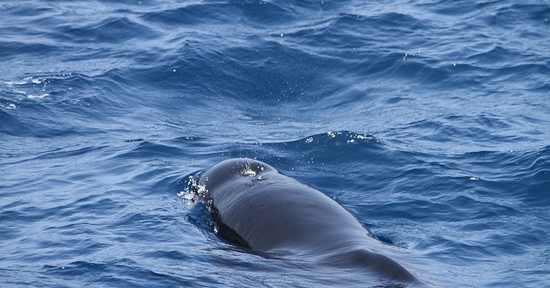 Naturaleza y fotografía: Calderón común (Globicephala melas)
