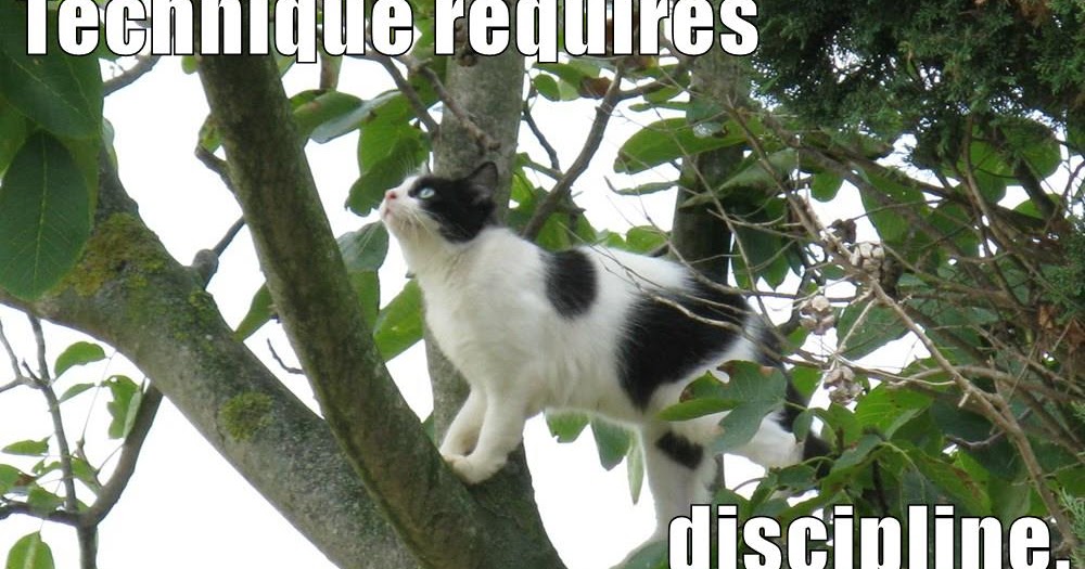 Growth Mindset & Feedback Cats: Technique requires discipline.