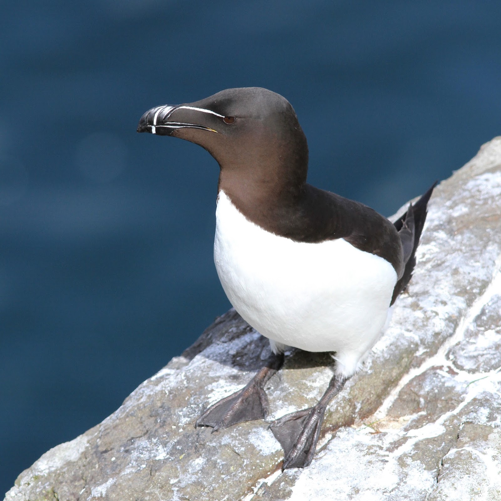 TrogTrogBlog: Bird of the week - Razorbill
