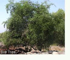 Yemeni Sidr Honey: September 2011