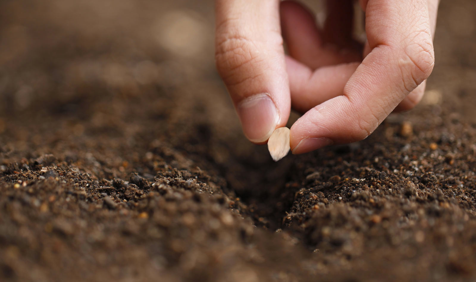 zone d'ombra: Semina