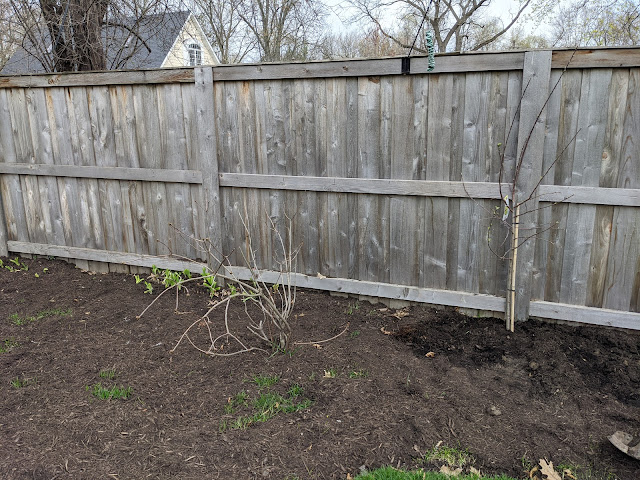 Apple Tree Belgian Fence Espalier Planted - May 2020