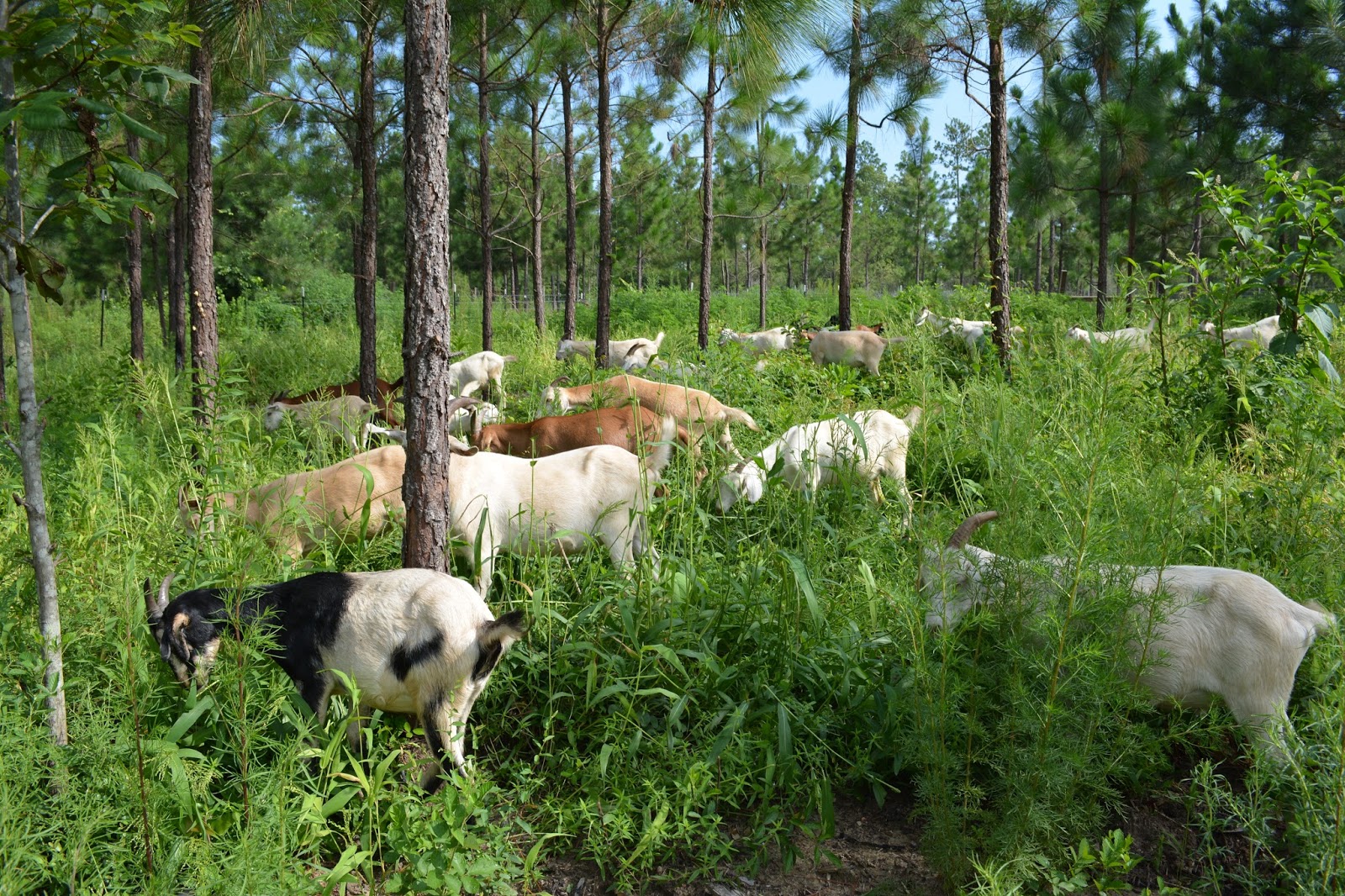 Livestock Communication: Training on Sustainable Agroforestry in ...