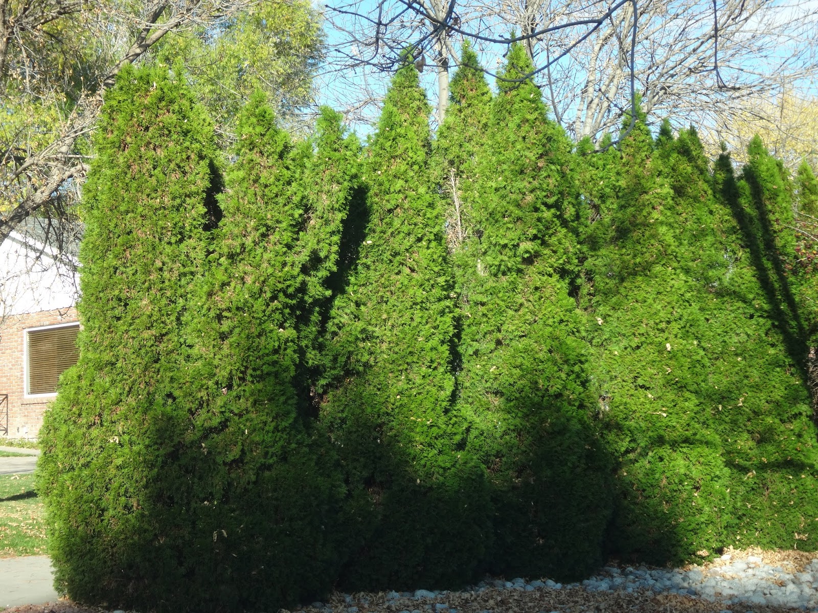 CO-Horts: Keep ‘Em on the Up and Up Protecting Upright Evergreens from ...