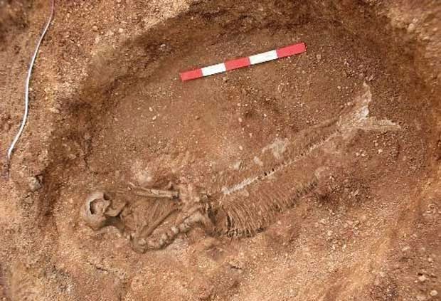 [Share]: Has the body of a real mermaid been discovered today?