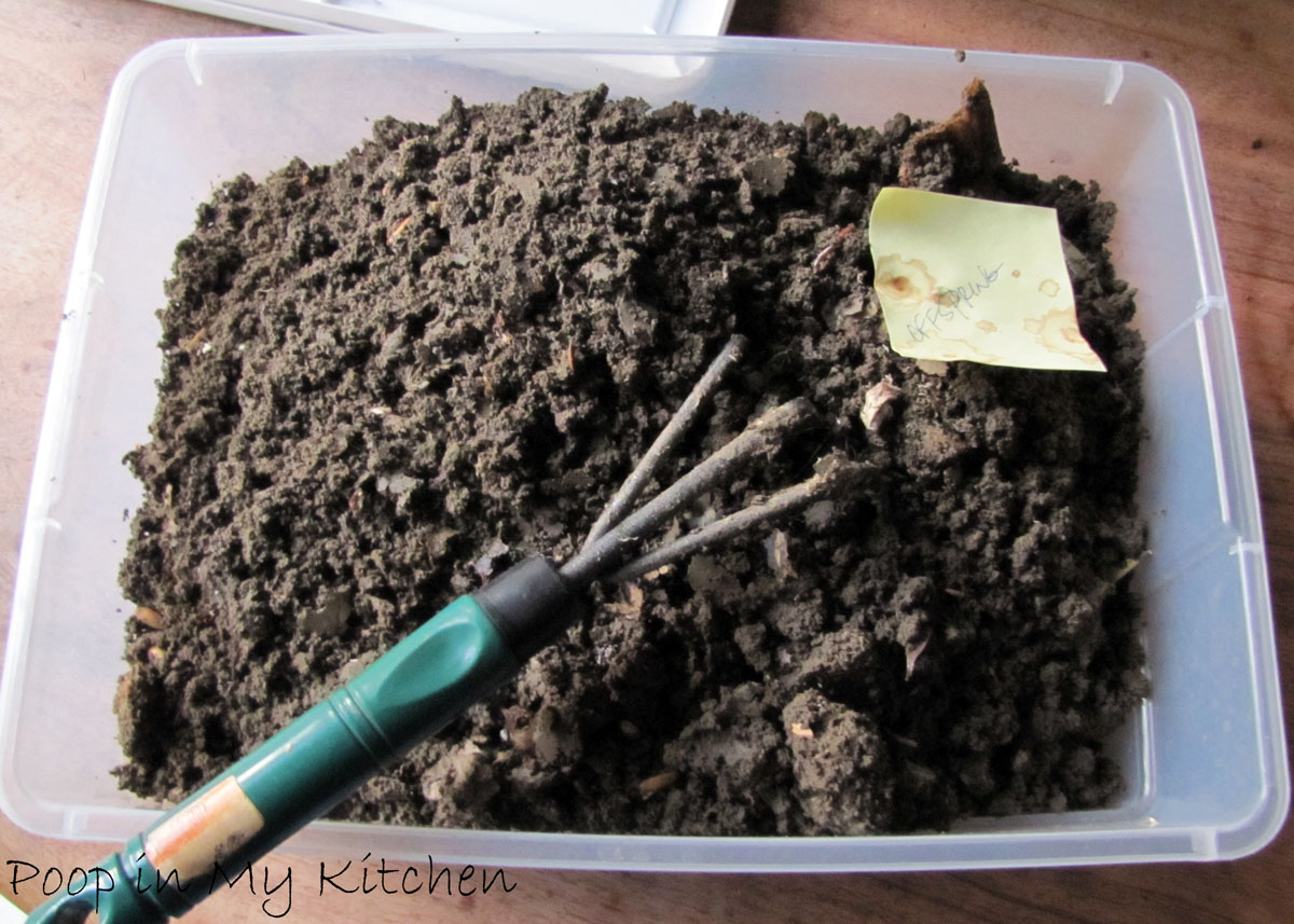 Poop in My Kitchen: Cang and Kimberly's Poop; Chuck's Poop with Worms