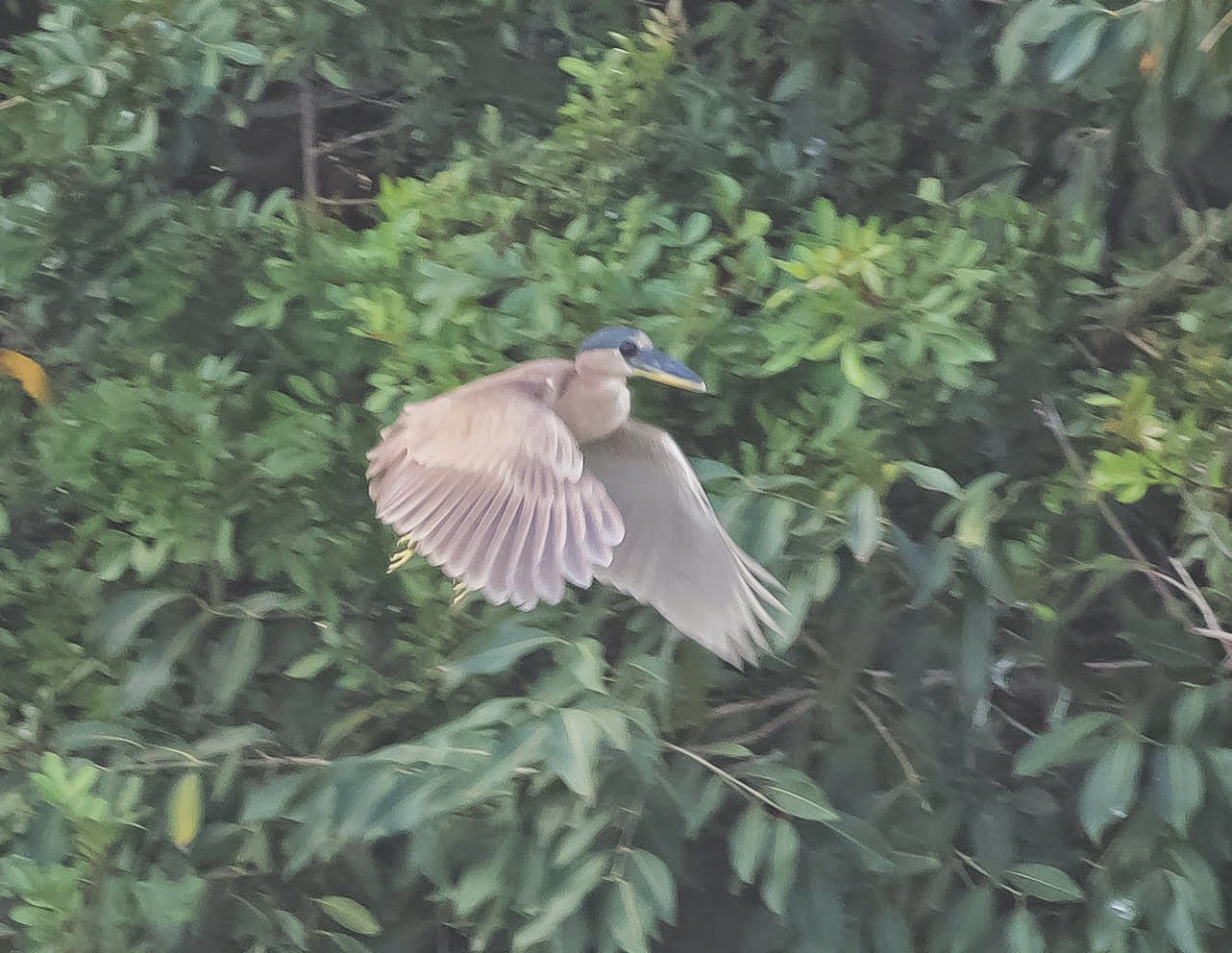 JORNAL DAS AVES e Peixes !: Arapapá = Cochlearius cochlearius
