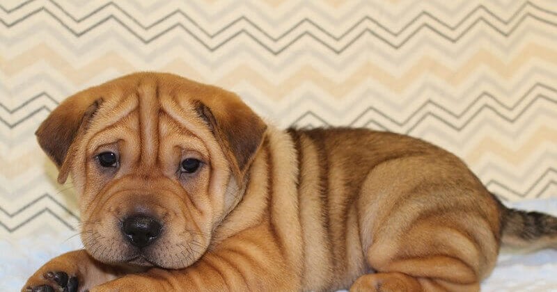 9 Amazing Facts to Know About Walrus Dog