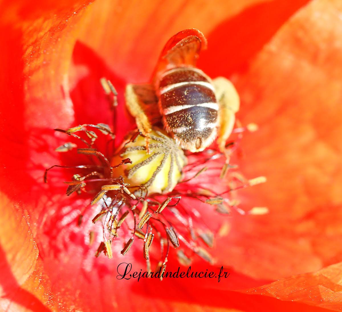 Halicte quadricinctus femelle ,une abeille solitaire à la longue vie