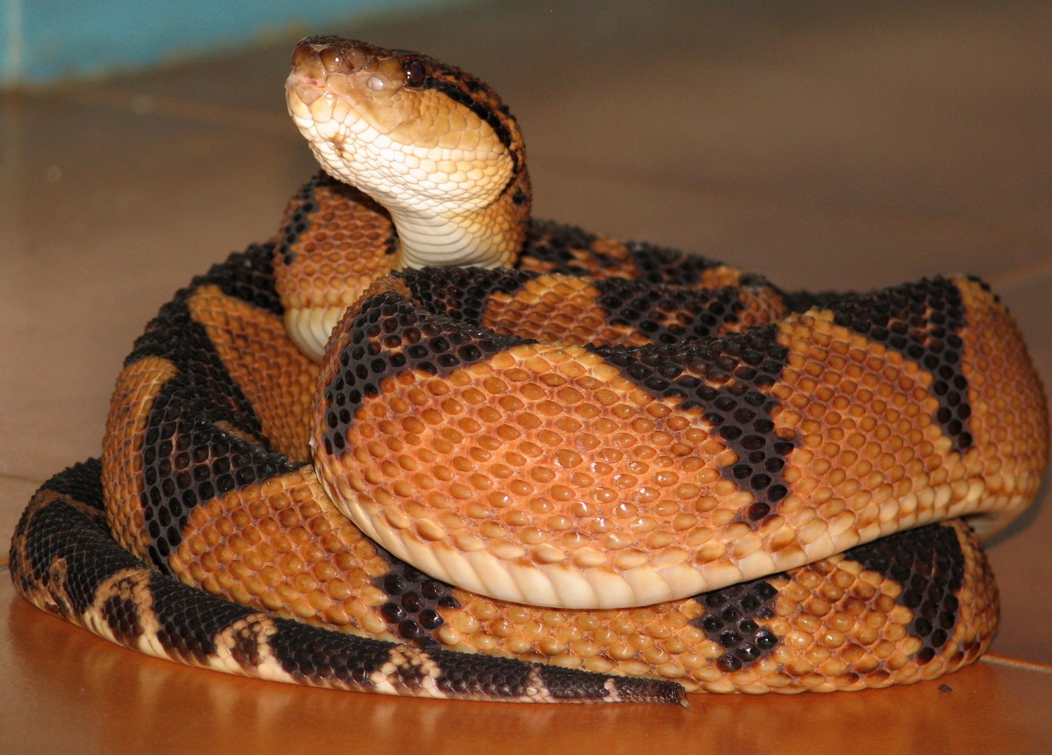 Explora la Venezuela Natural con Río Verde: LA CUAIMA PIÑA