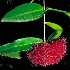BUNGA: Syzygium/ Jambu-jambuan