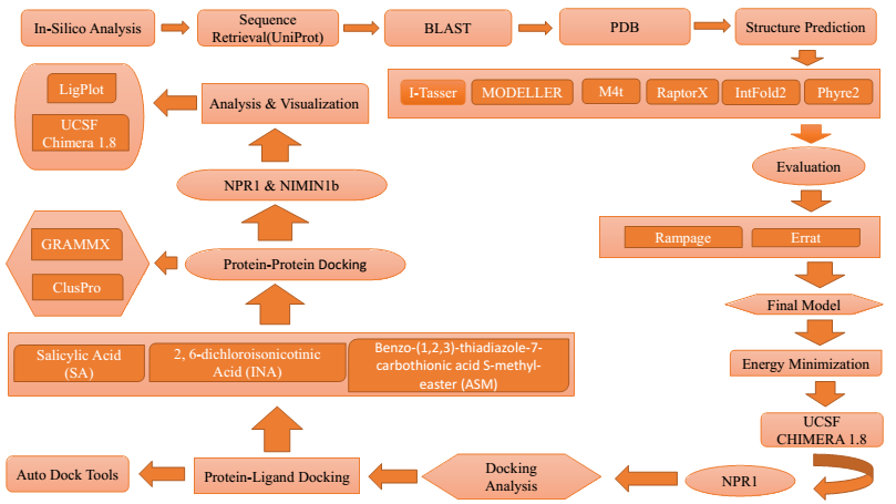 In silico Protein Structure Prediction and Molecular Docking Analysis ...