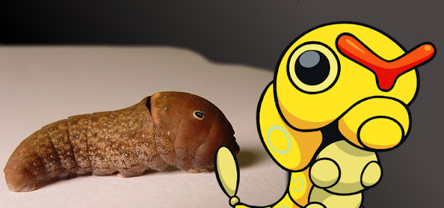 Pokémons na Vida Real - Caterpie | QN