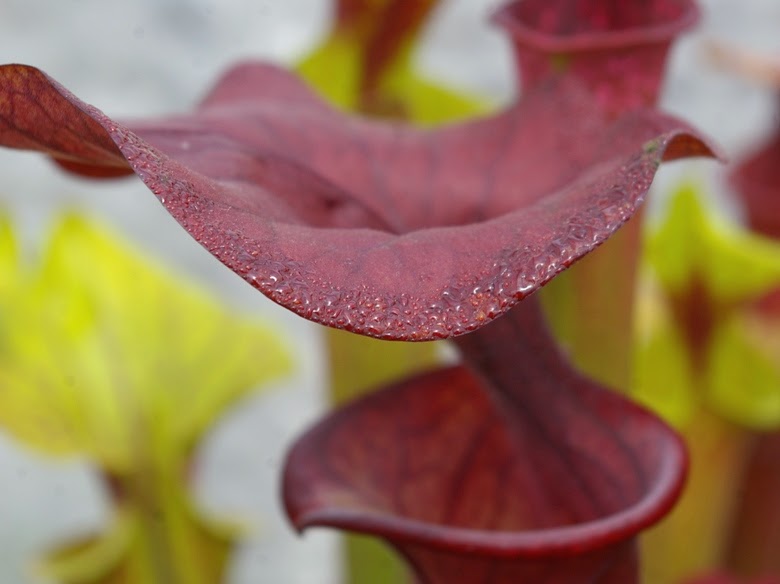 John Grimshaw's Garden Diary: An enjoyable weekend