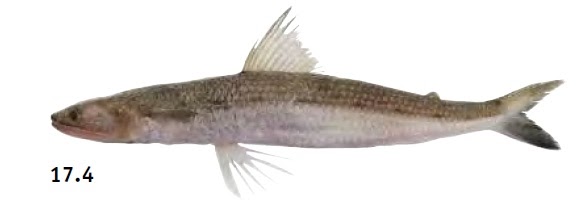 Ikan Bitak Belande, Beloso Atau Shortfin Lizardfish (Saurida ...