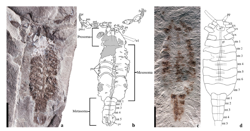 The Scorpion Files Newsblog: Fossil of oldest scorpion known to science ...