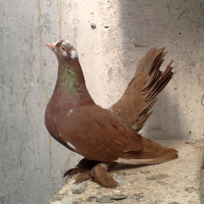 GREGORIO LAS MENSAJERAS Y PESCA ARGAMASILLA DE CALATRAVA: RAZAS DE ...