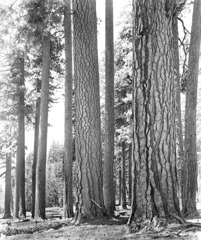 Wit's End: Where Have All the Forests Gone? Long Time Passing...Where ...
