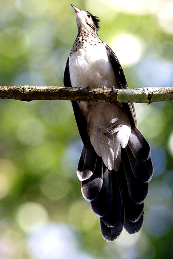 Bellas Aves de El Salvador: Dromococcyx phasianellus (cuco faisán, tres ...