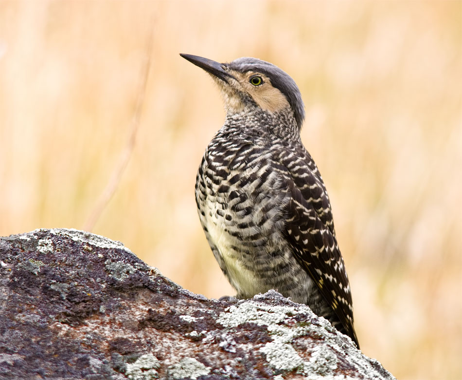 Volcanes, Rios,Ciudades y Pueblos de Chile: Parque Centro