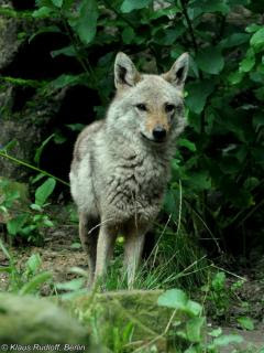 Egyptian Wolf (Wolf Jackal) (Egyptian Golden Jackal)