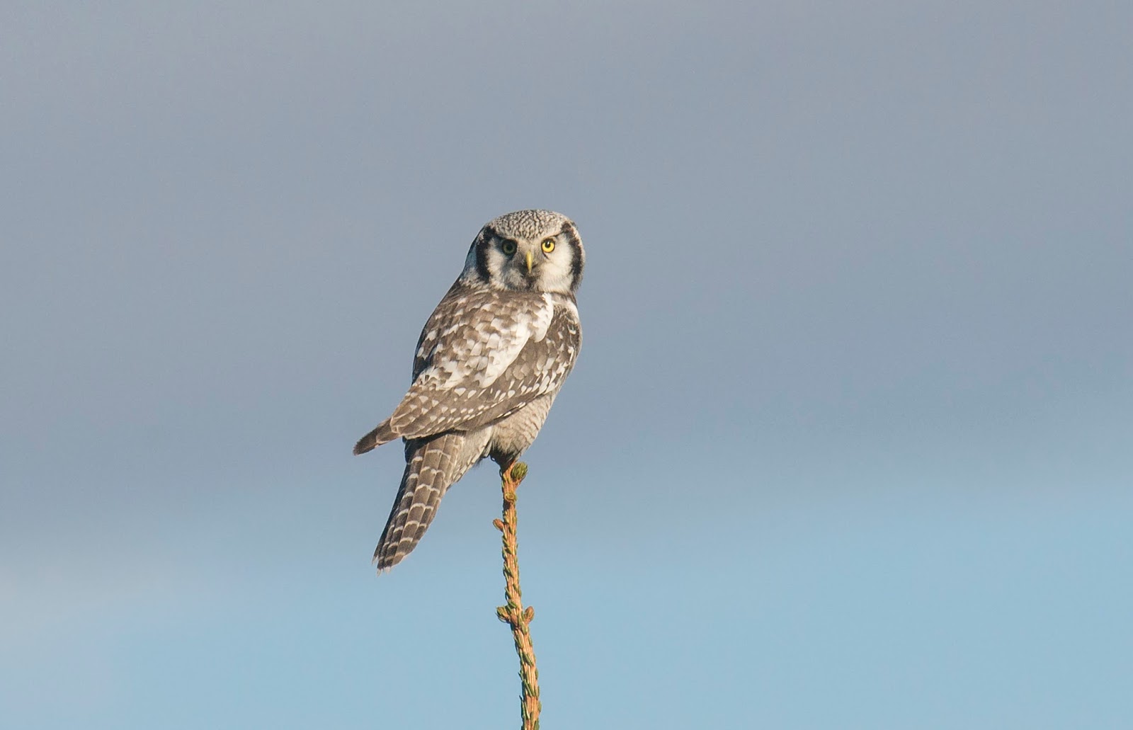 Bert's Bird Blog: Hawk Owl